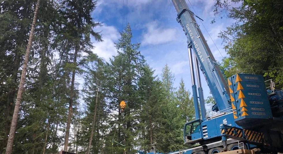 Forest build for Omega Morgan | News | Heavy Lift & Project Forwarding ...