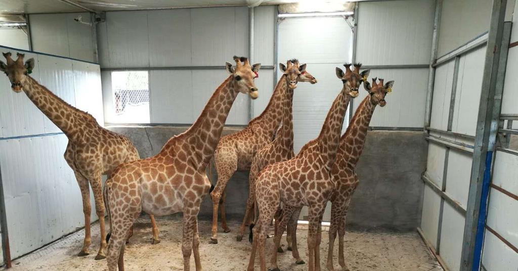 Giraffes go long haul | News | Heavy Lift & Project Forwarding ...